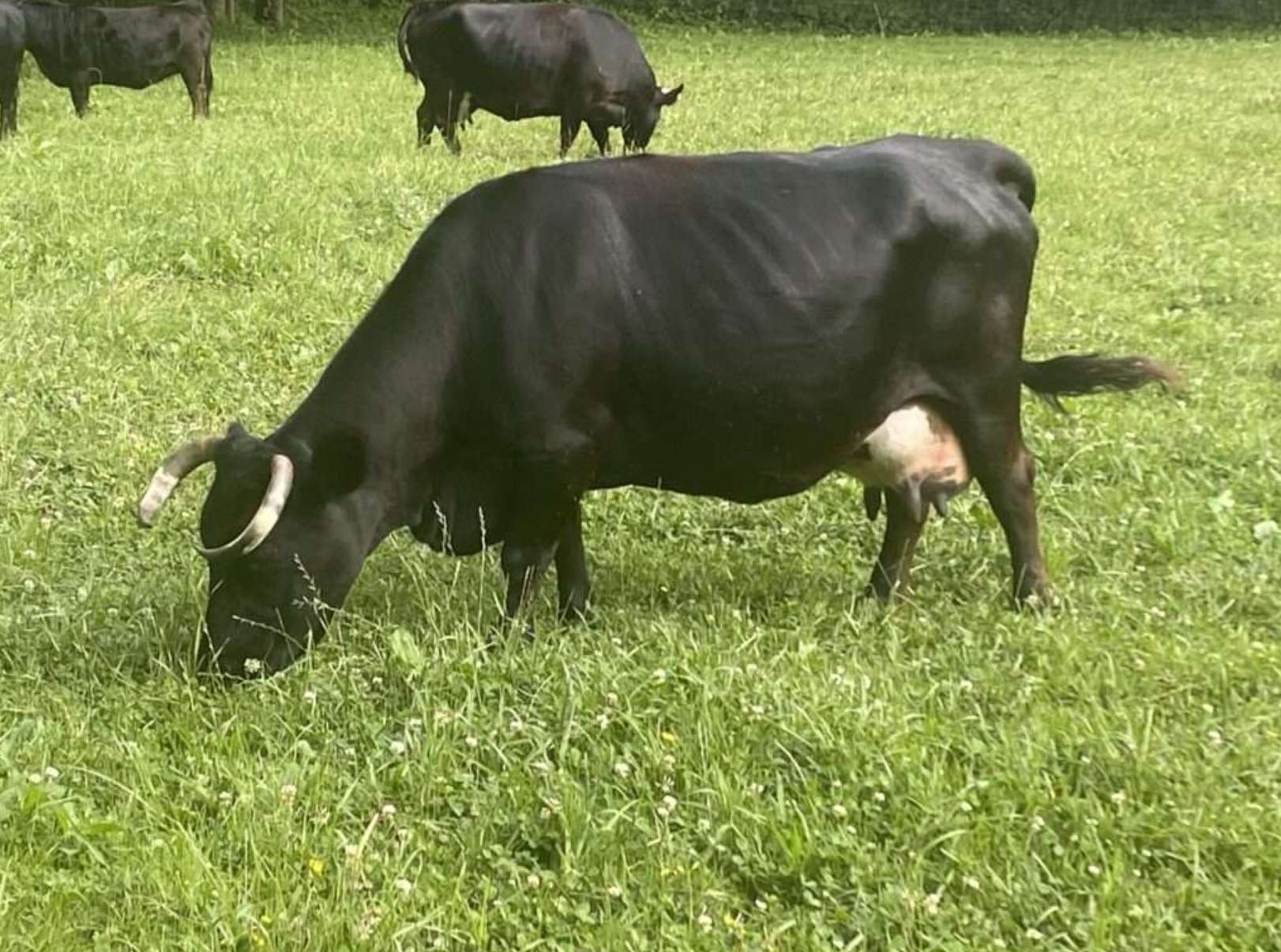 THE DEXTER DWARF - Irish Dexter Cattlemen