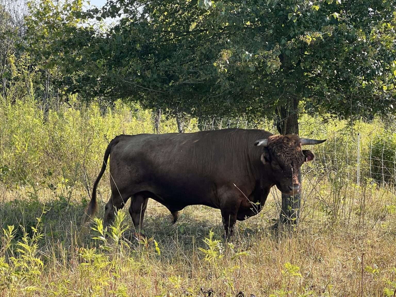 Selecting a Bull – Irish Dexter Cattlemen