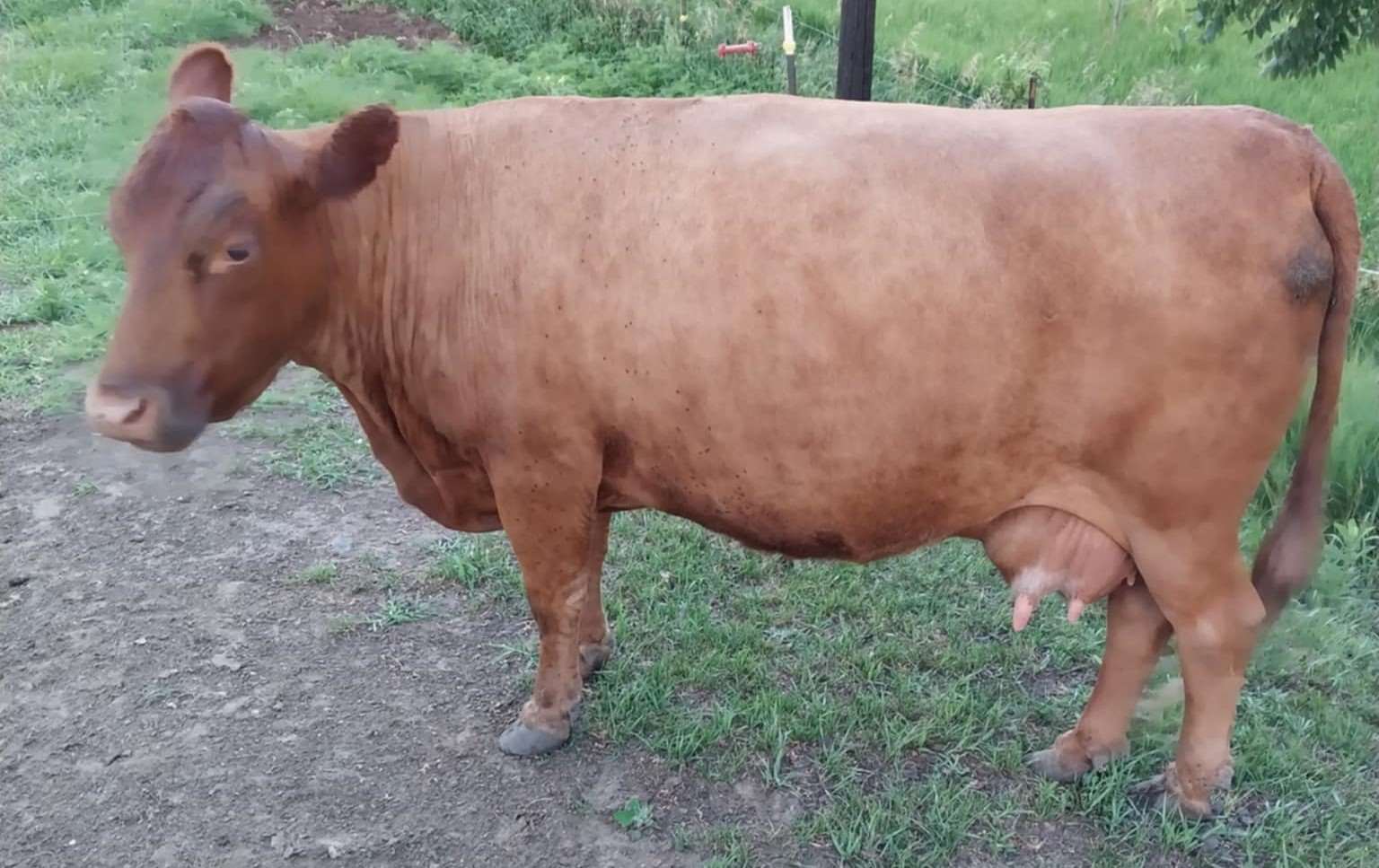 Certified Registered Dexter Cattle Available in Iowa - Irish Dexter ...
